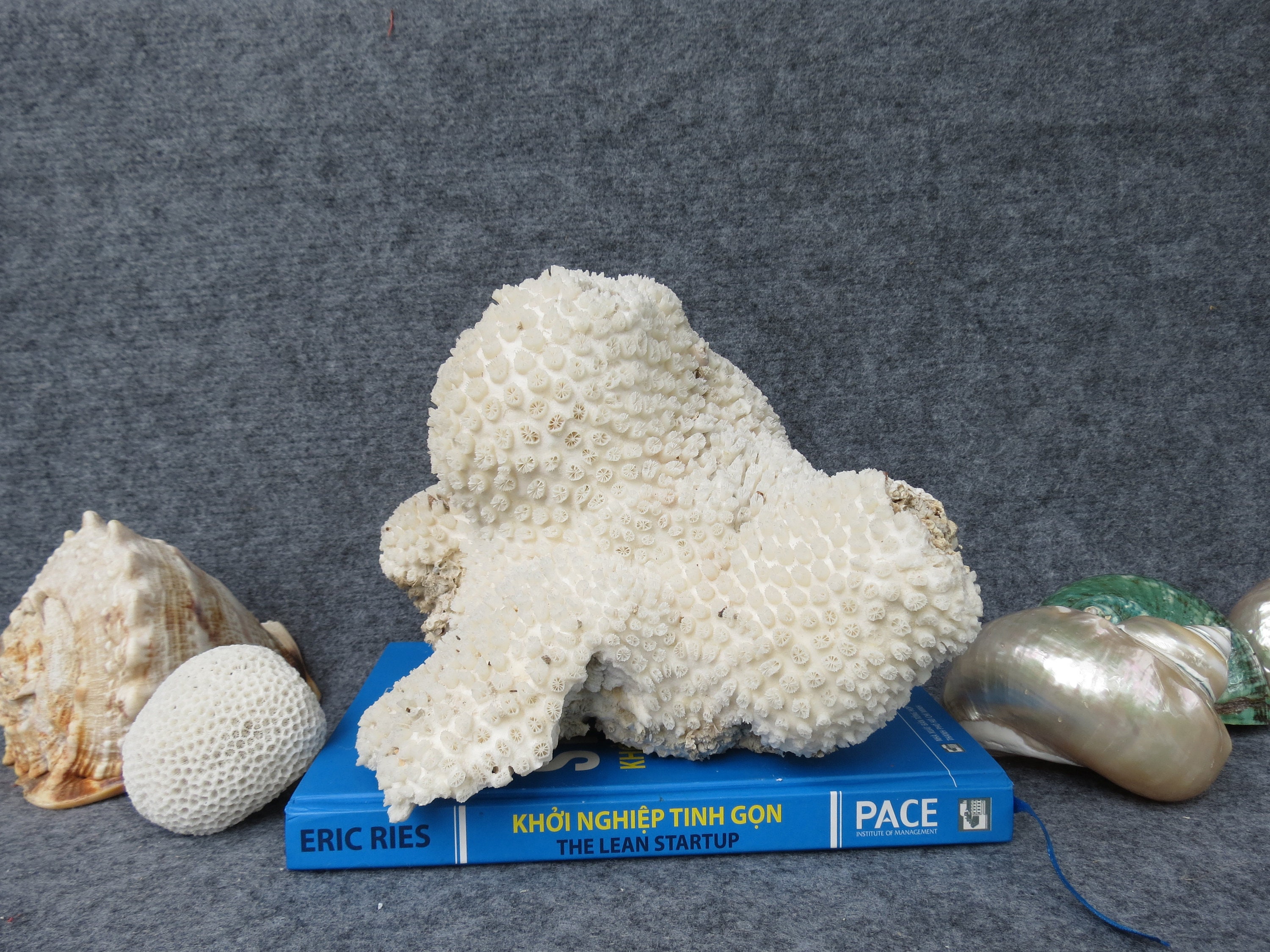 Big Natural Coral, Unique Shape, Beautiful Shape, Rare Coral, Unique ...