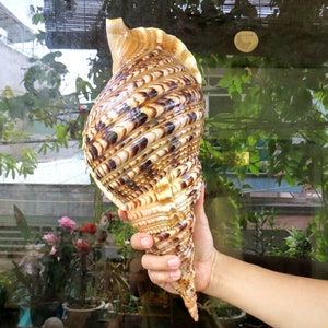 Large Natural Sea Shell Size 40 Cm, Trumpet Triton Seashell , Lovely ...