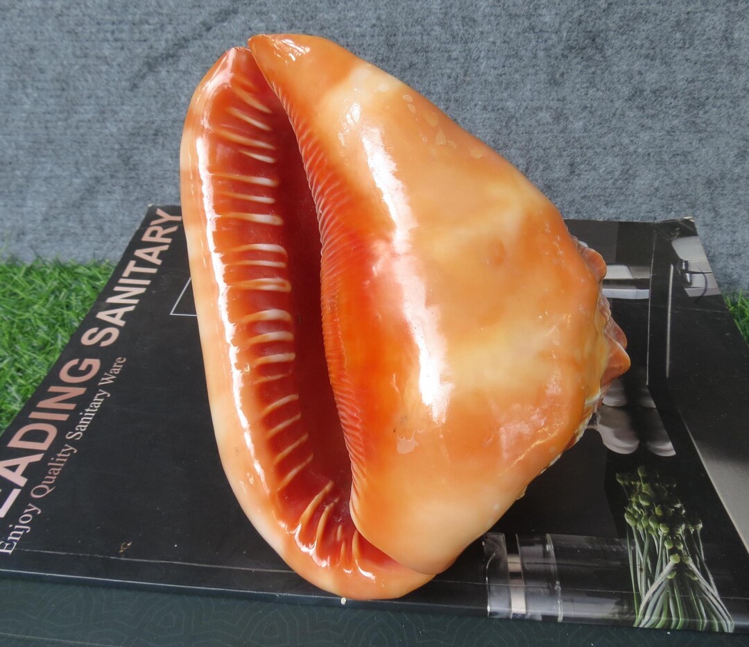 Natural Bull's Mouth Helmet Conch Shell Coral Sea Snail Fish Ornament ...