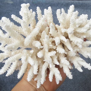 Real Coral, Beautiful Natural Coral, Marine Coral, Aquarium, Decorative ...