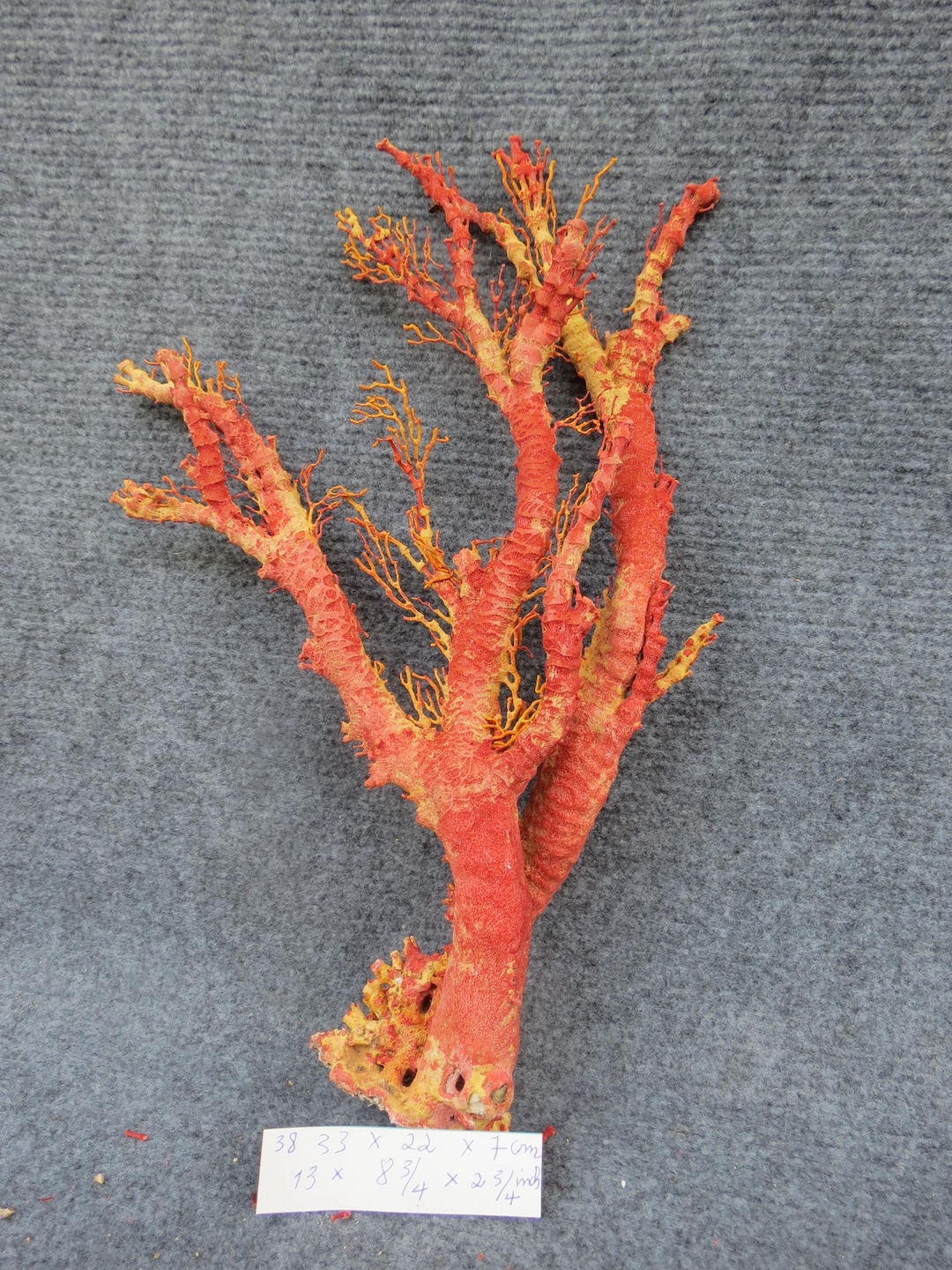 Real Red Coral Decor, Red Coral Reef Has a Special Shape Beautiful ...