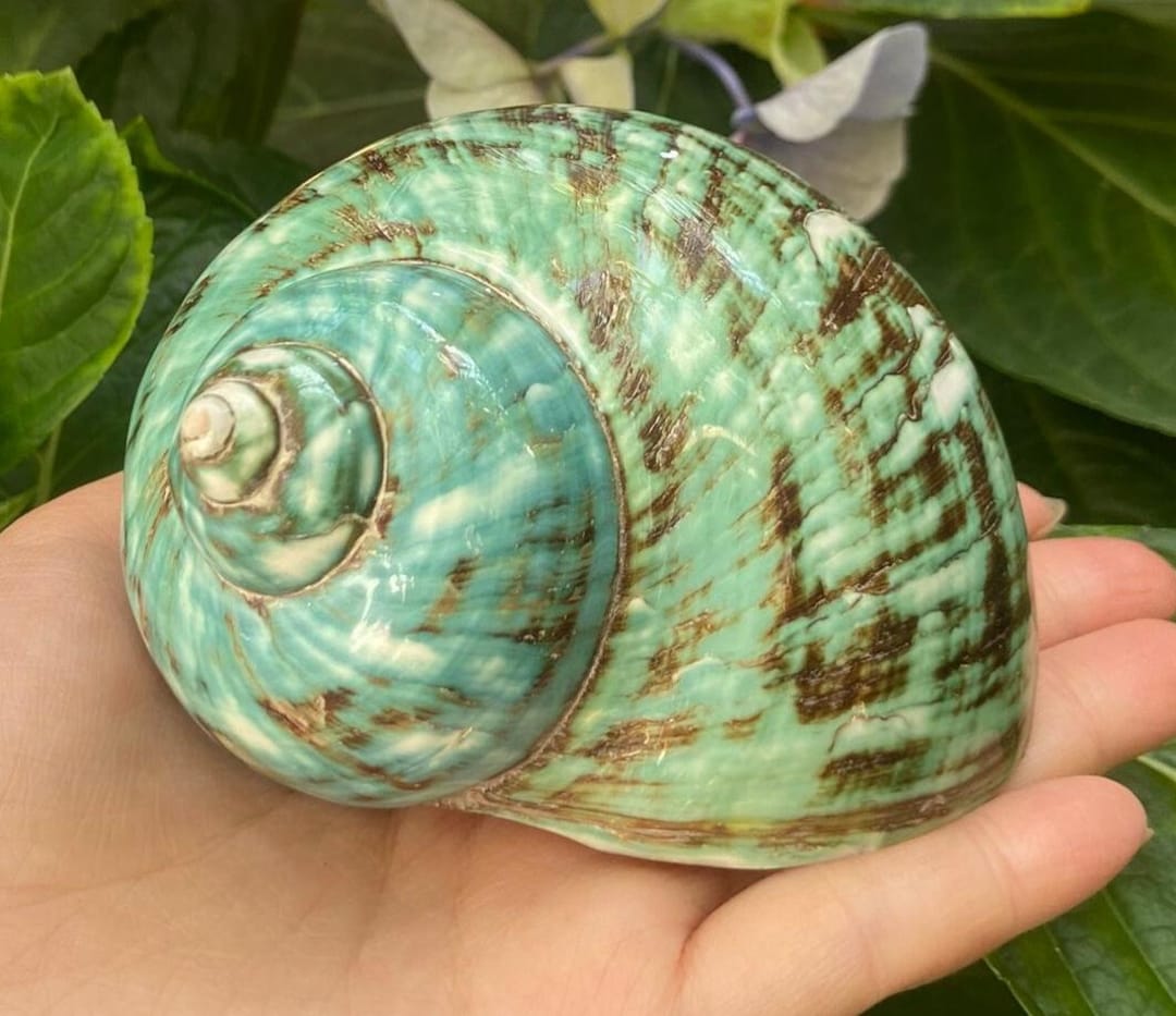 Large Jade Green Turbo Seashells Turbo Brunneus, Natural Green Shells ...
