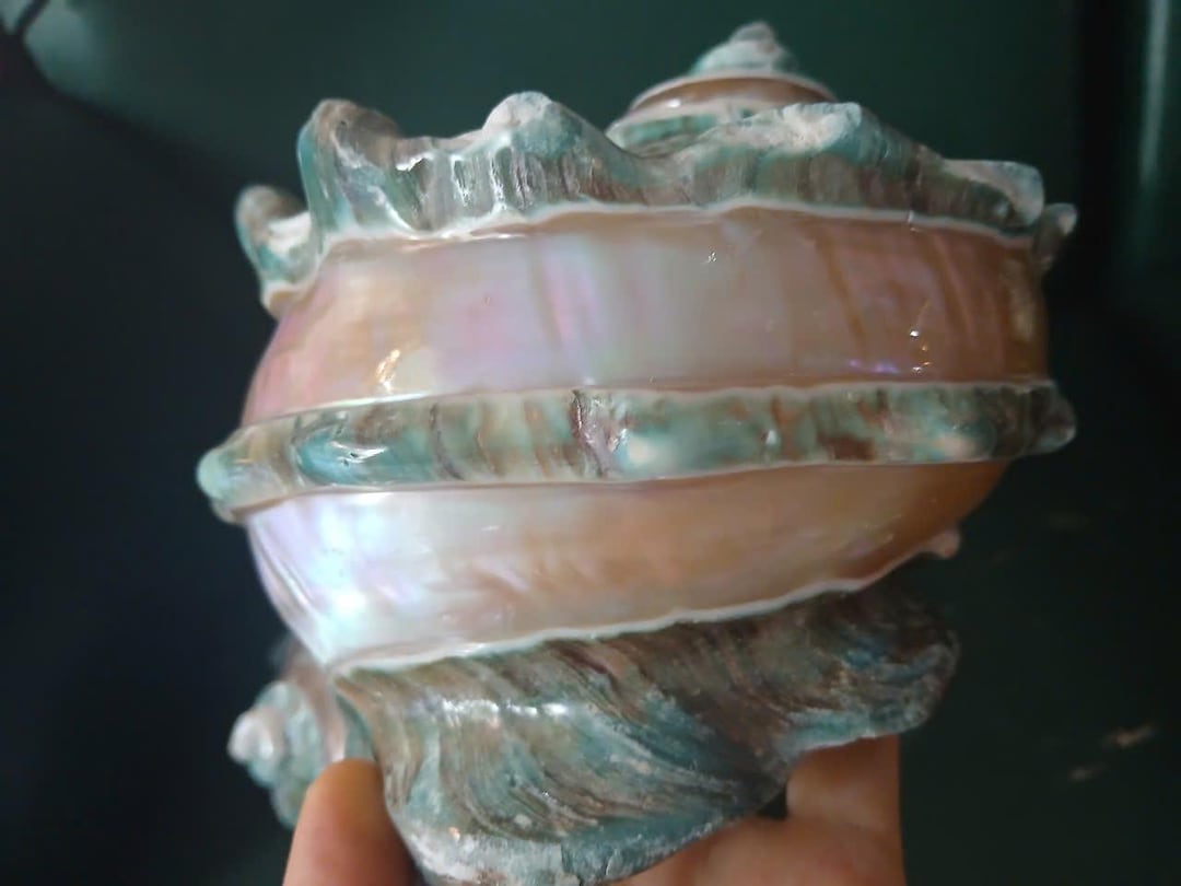Large Conch Shell, Turbo Natural Sea Shell Giant Green, Mother of Pearl ...