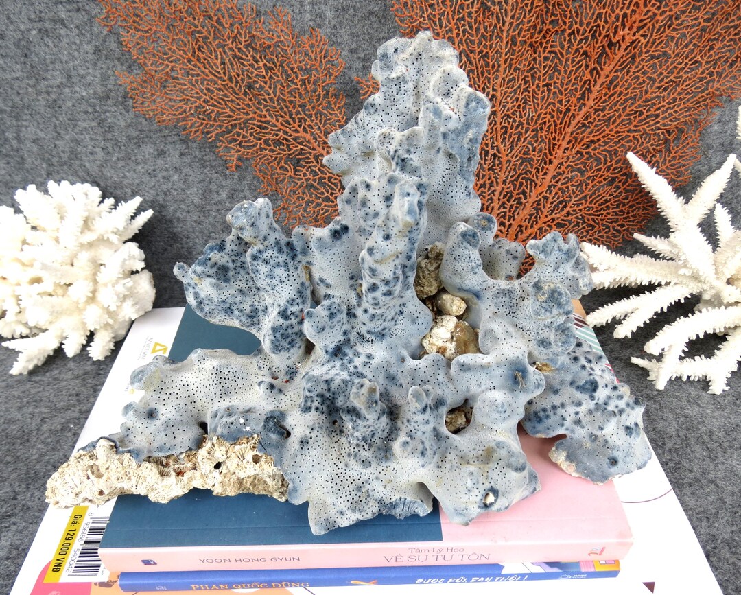 Blue Coral is Very Beautiful, Large Natural Coral 9.4", Real Coral Very ...