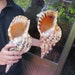 Natural Trumpet Triton Ammonite Decoration Big Seashell Decocsea Shell ...