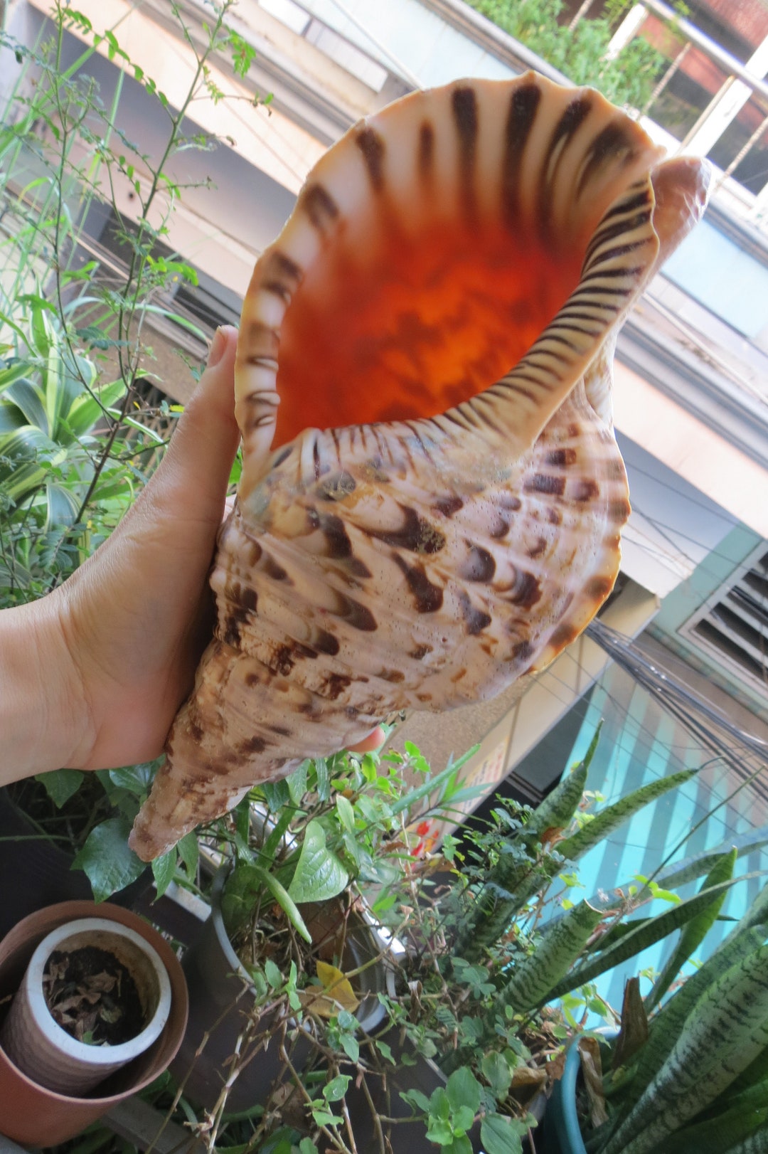 Natural Trumpet Triton Ammonite Decoration Big Seashell - Etsy New Zealand