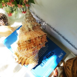 Tutufa Bubo Seashell | Conch Shell | Natural Large Shells | Tutufa Bubo ...