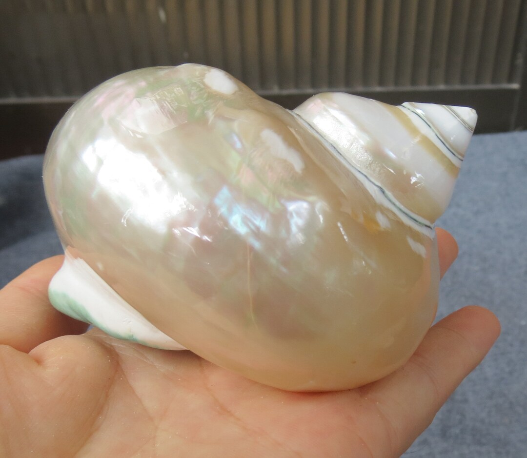 Large Conch Shell, Beautiful Large Shells, Home Decoration Snail Shells ...