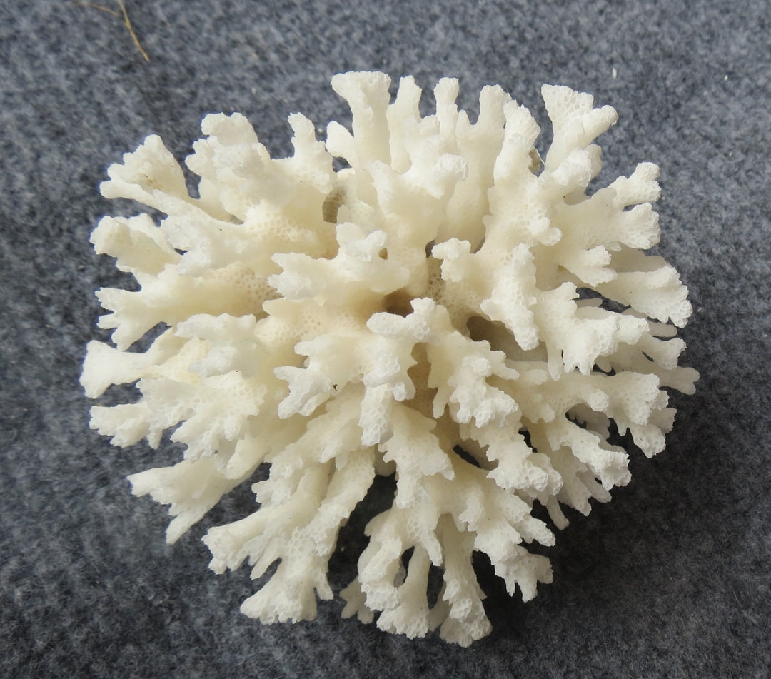 Coral, Real Coral,beautiful Natural White Coral,natural Coral Tree - Etsy
