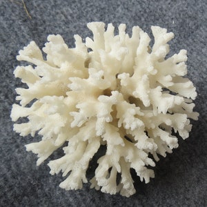 Coral, Real Coral,beautiful Natural White Coral,natural Coral Tree - Etsy