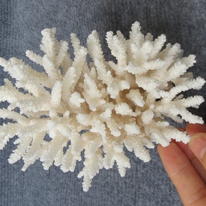Real Coral, Beautiful Natural Coral, Marine Coral, Aquarium, Decorative ...