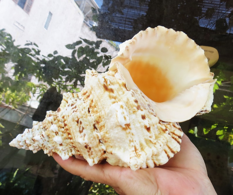 Large Natural Sea Shell, Tutufa Bubo Seashell, Lovely Big Sea Shell for ...