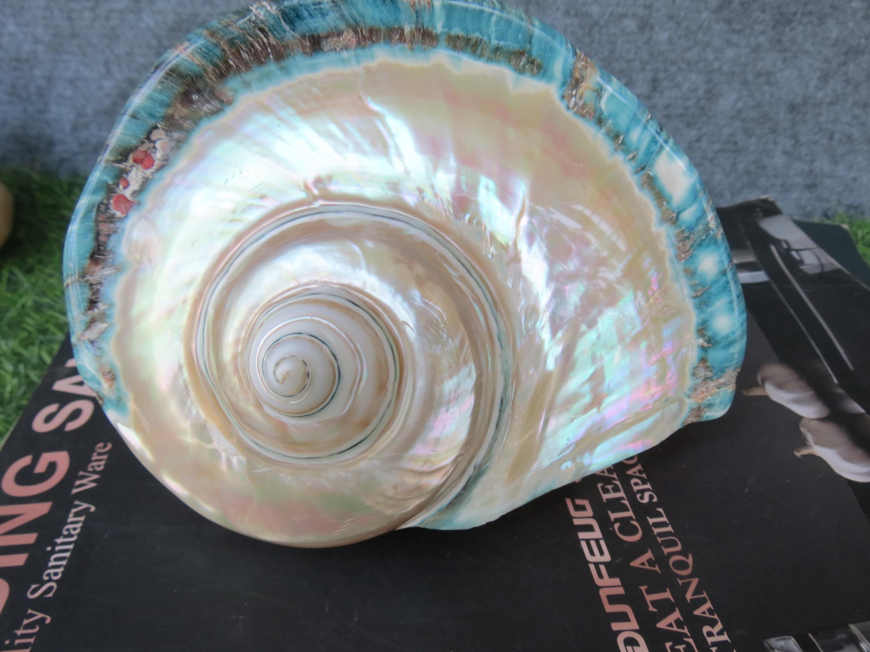 Large Conch Shell, Turbo Natural Sea Shell Giant Green, Mother of Pearl ...