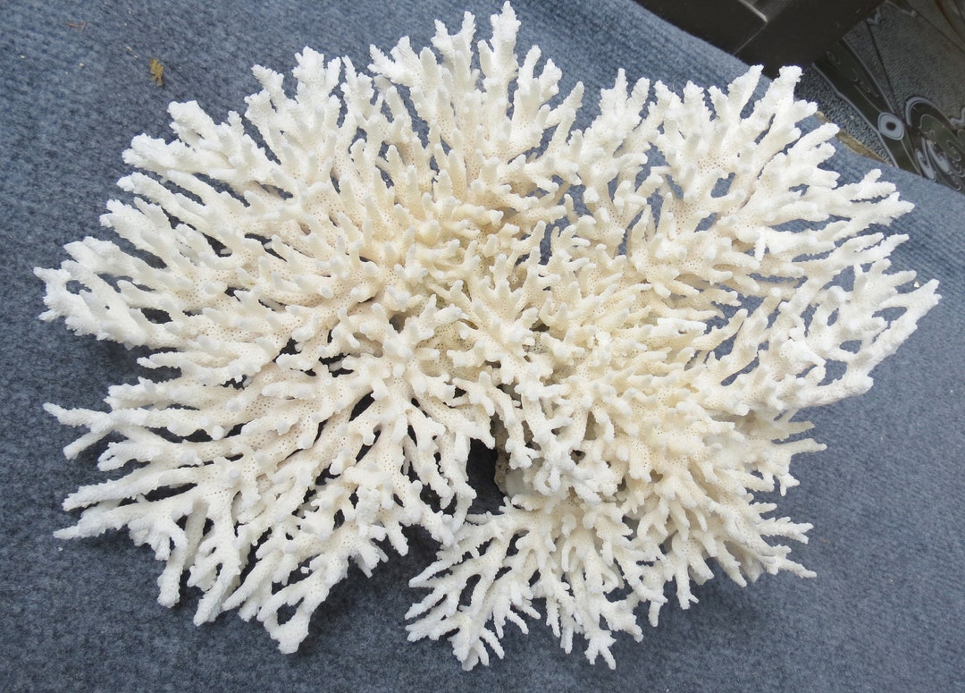 Real Big Coral Beautiful Natural Coral Marine Coral - Etsy