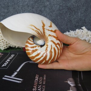 6” Chambered Nautilus Shell, Sea Snail, Giant Seashell, Natural Shell ...