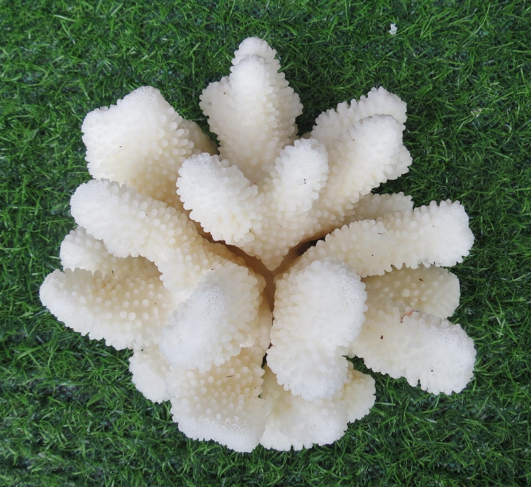 White Real Coral Decorate, Coral Bone, Coral'skeleton,fish Tank, Coral ...