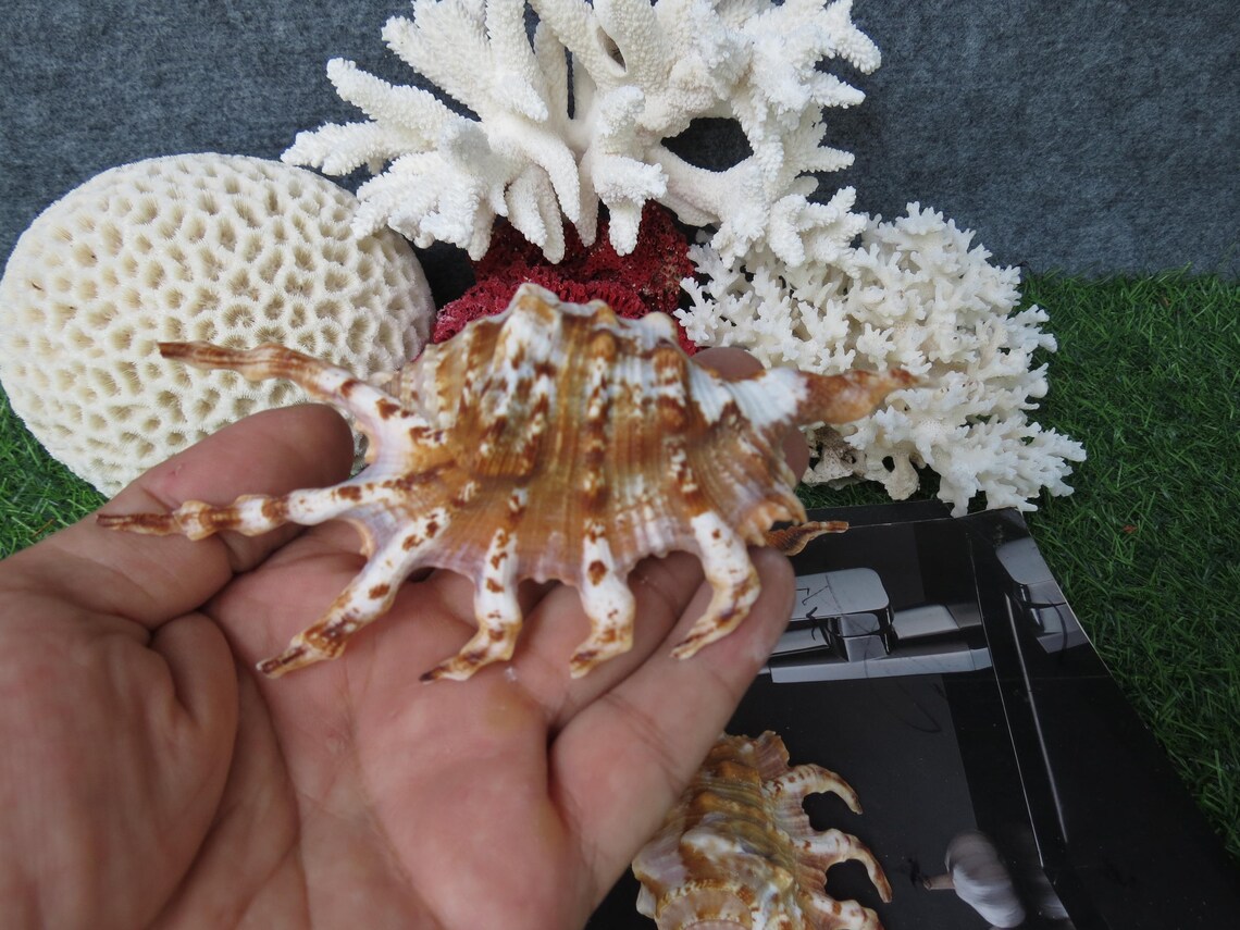 Dinosaur Shell, Beautiful Spider Shell, Chiragra Spider Shell, Lovely ...