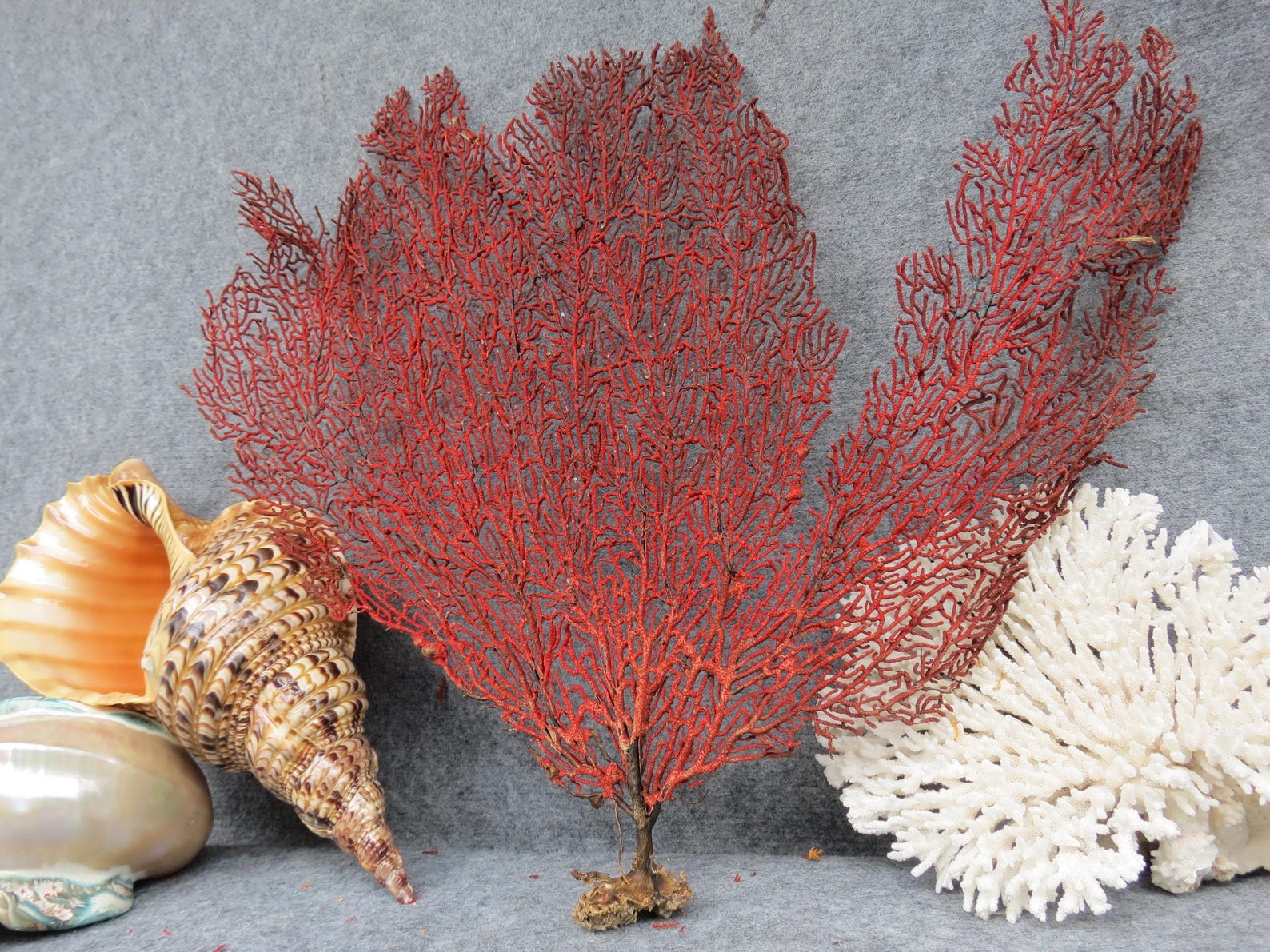 Red Coral Branch 13,7x6,7x4 Inches | Natural Coral | Real Coral | Coral ...