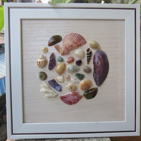 Seashell Collection - Etsy