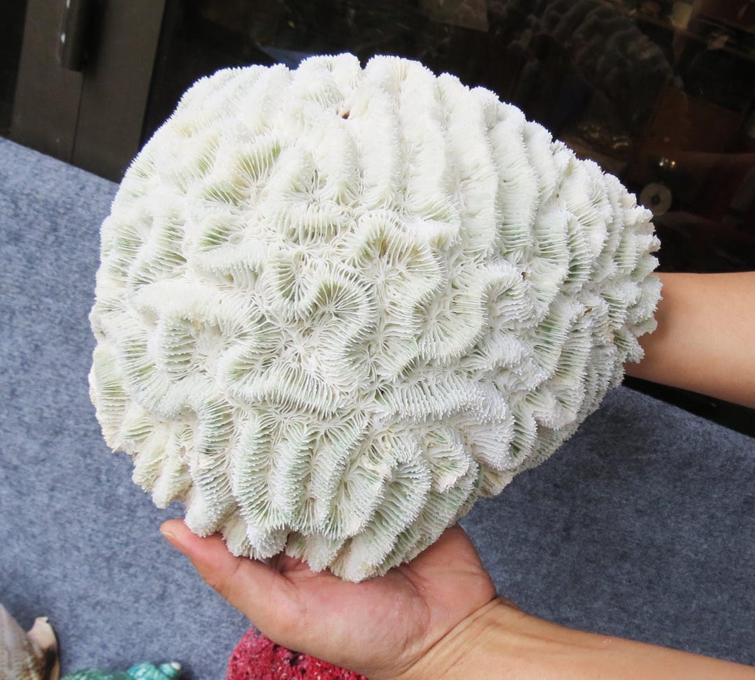 Super Big Coral 3kg, Beautiful Shape, Natural Color, Unique Corals ...