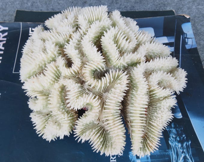 Brain Coral is Very Beautiful, Natural Coral, Real Coral Very Special ...