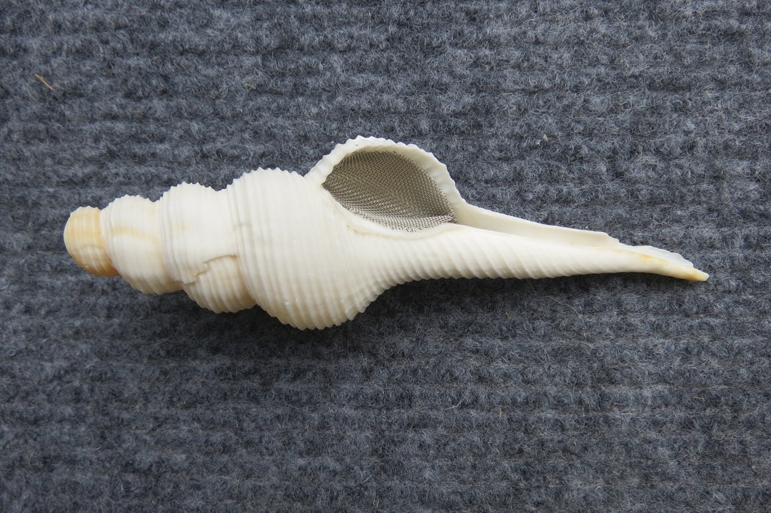 Cigarette Pipe-snail Shell Pipe-natural White Snail Shell Pipe - Etsy