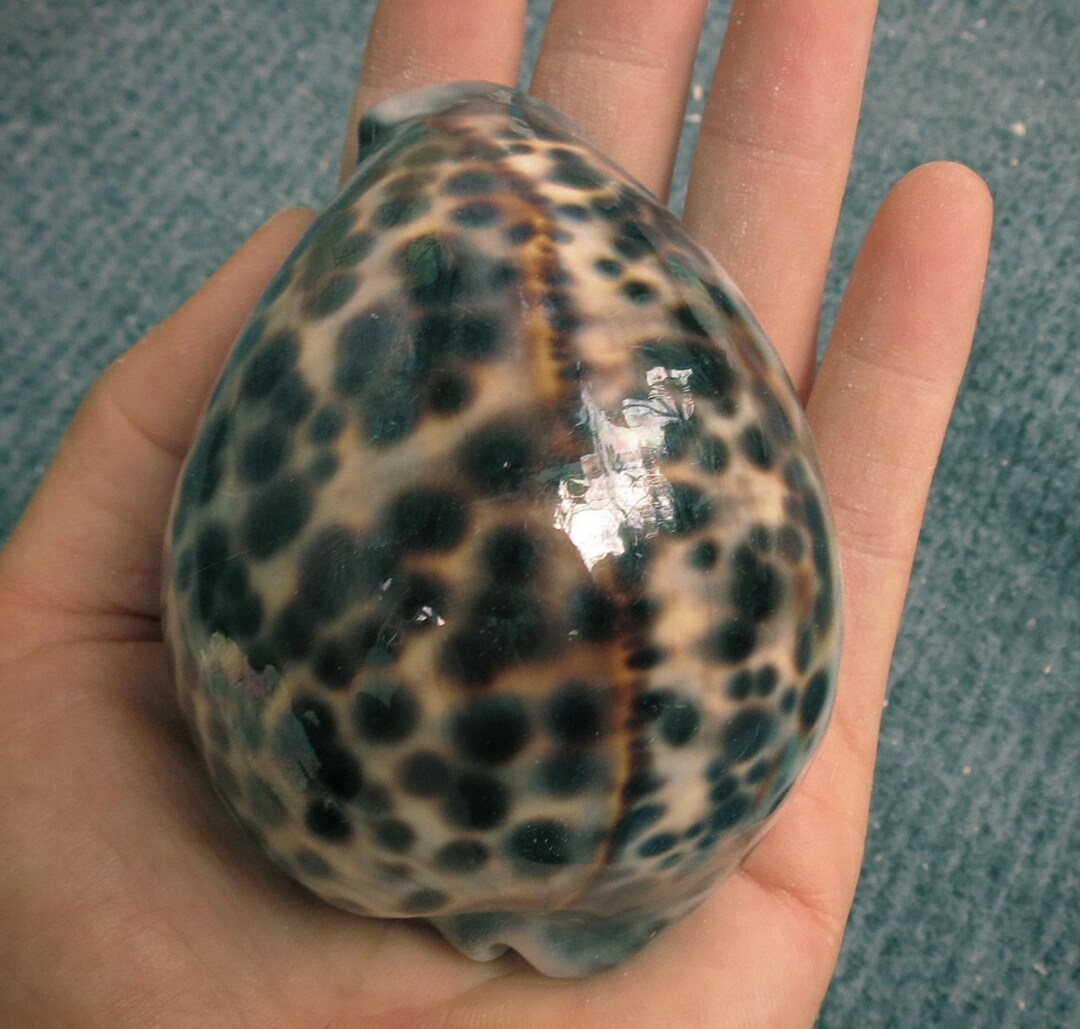 2.8'' - 3.5'' Tiger Shell Porcelain Snail Shell, Conch Shell Coral Sea ...