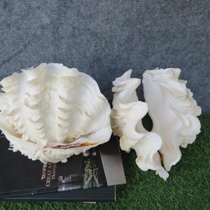 Pair of Tridacna Clam Shells Natural Large Seashell, Beautiful Vintage ...