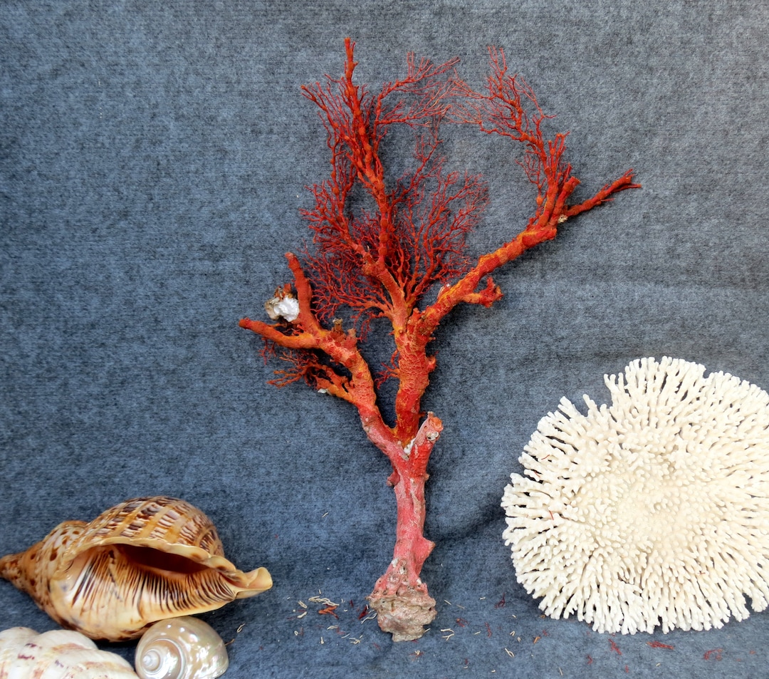 Real Red Coral Decor, Red Coral Reef Has a Special Shape Beautiful ...