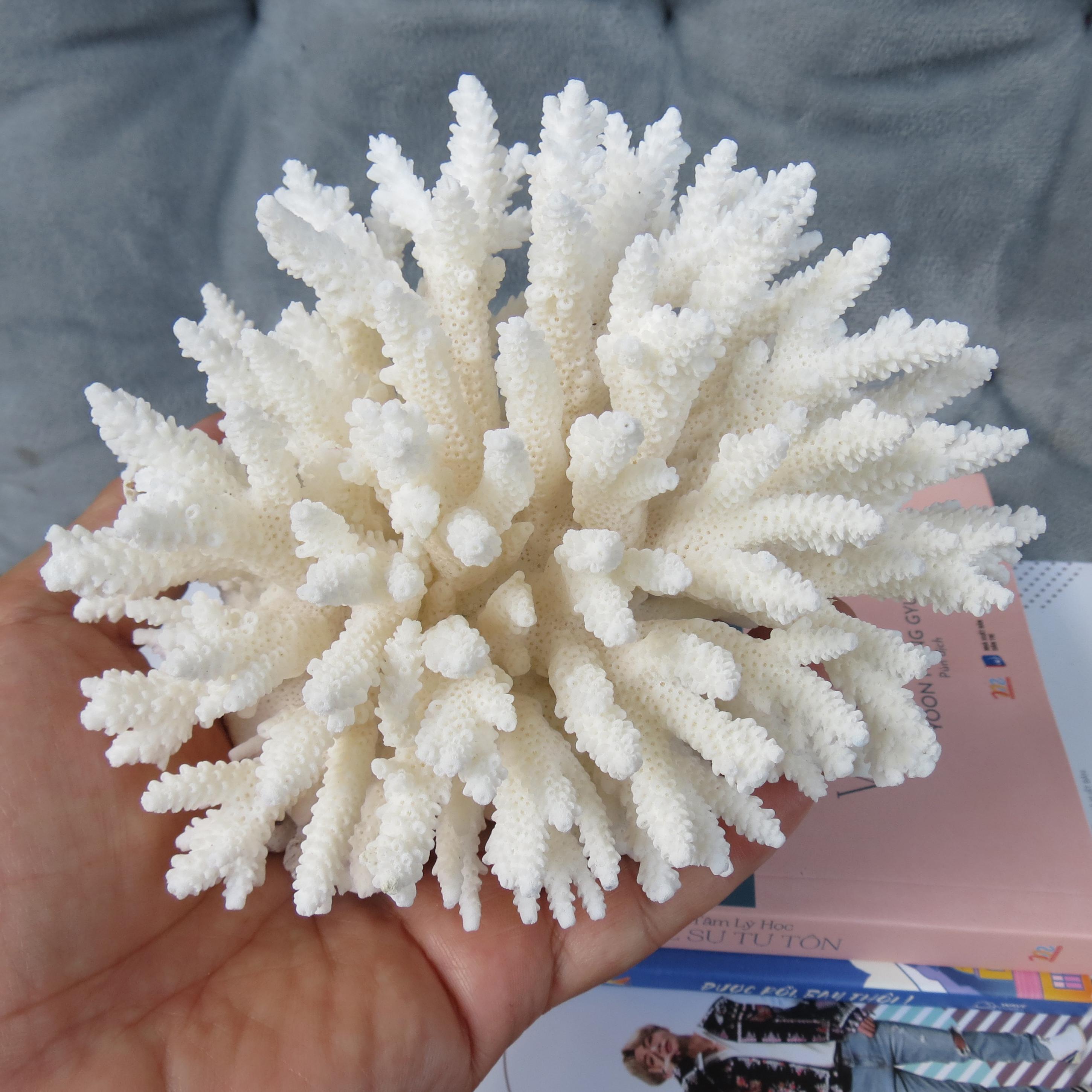 White Coral is Very Beautiful, Natural Coral, Real Coral Very Special ...