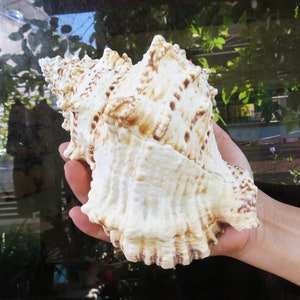 Large Natural Sea Shell, Tutufa Bubo Seashell, Lovely Big Sea Shell for ...
