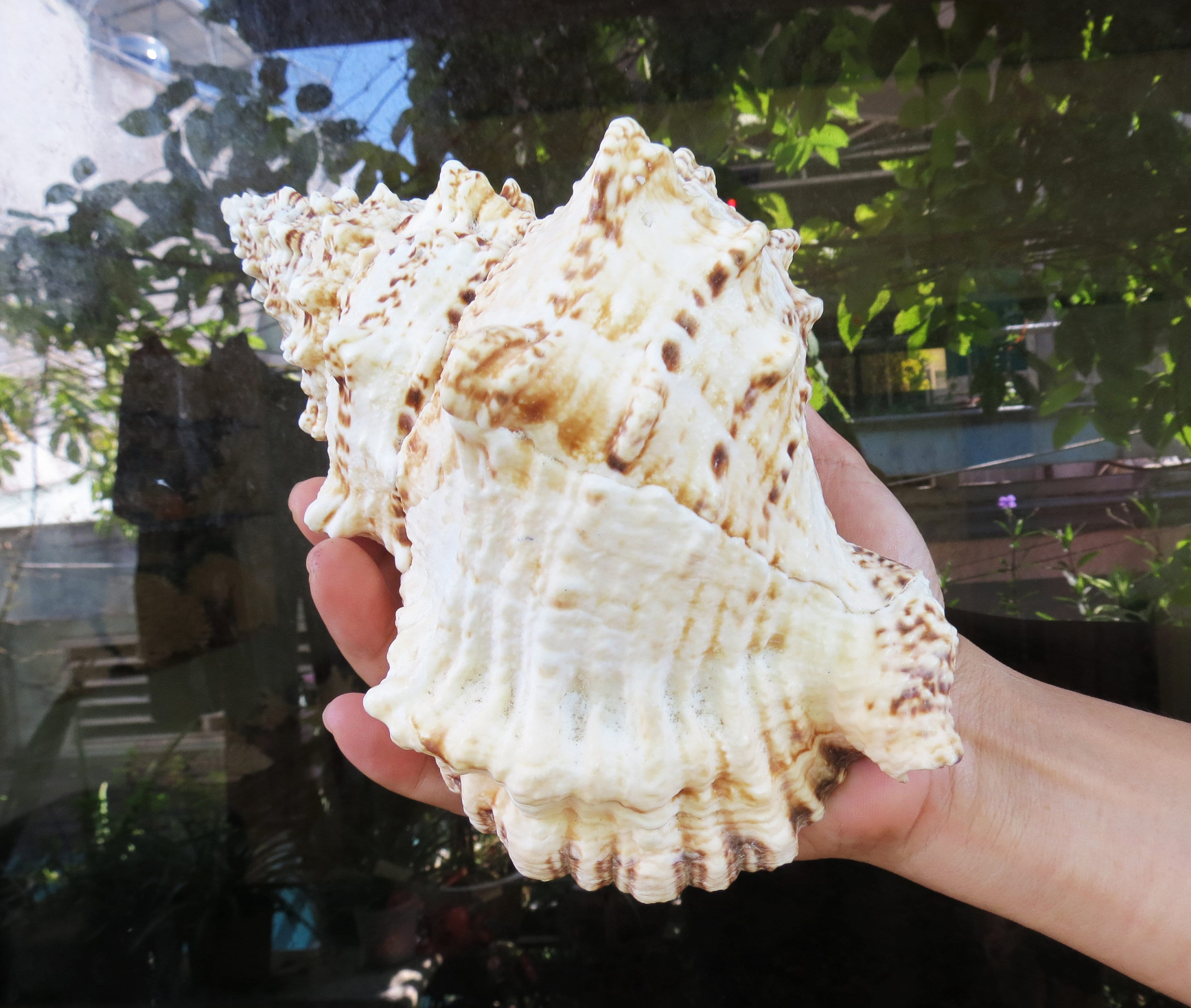 Large Natural Sea Shell, Tutufa Bubo Seashell, Lovely Big Sea Shell for ...