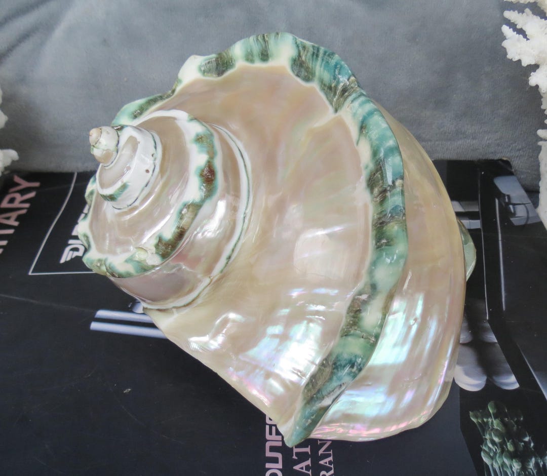 Large Conch Shell, Turbo Natural Sea Shell Giant Green, Mother of Pearl ...