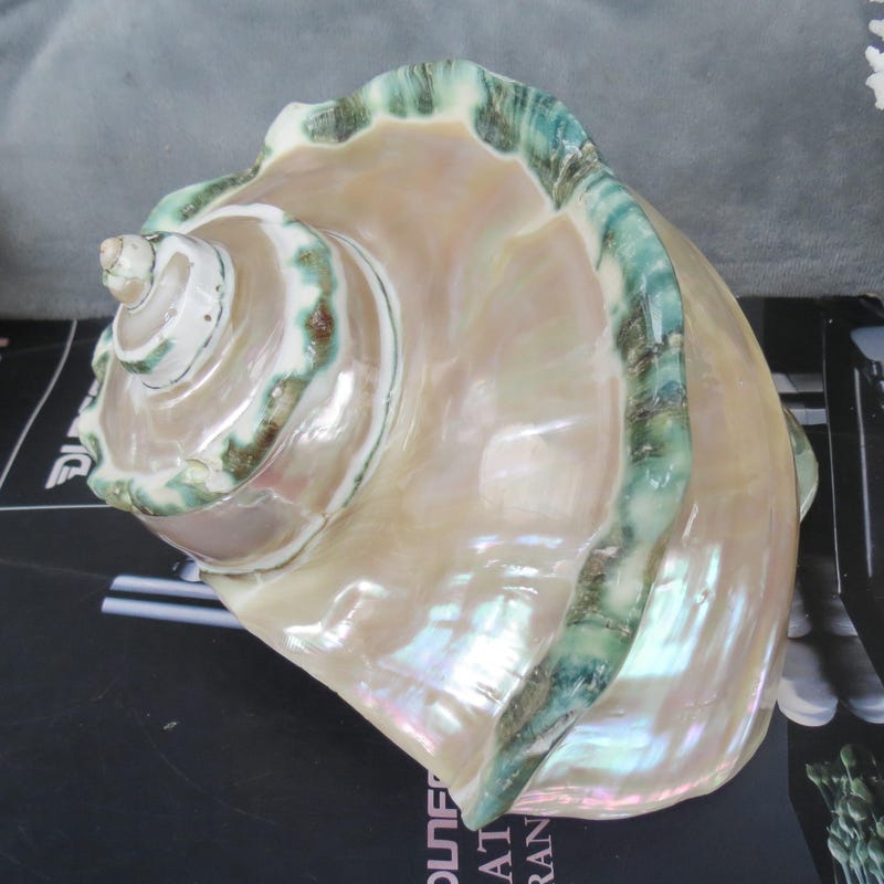 Sea Shell Display - Etsy