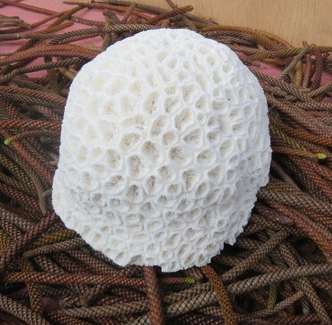 Real Big Coral, Natural White Coral in the Shape of a Hat,rare Corals ...