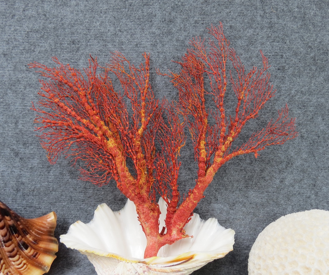 Natural Red Coral, Branches of Red Coral, Beach Decor , Wedding Decor ...