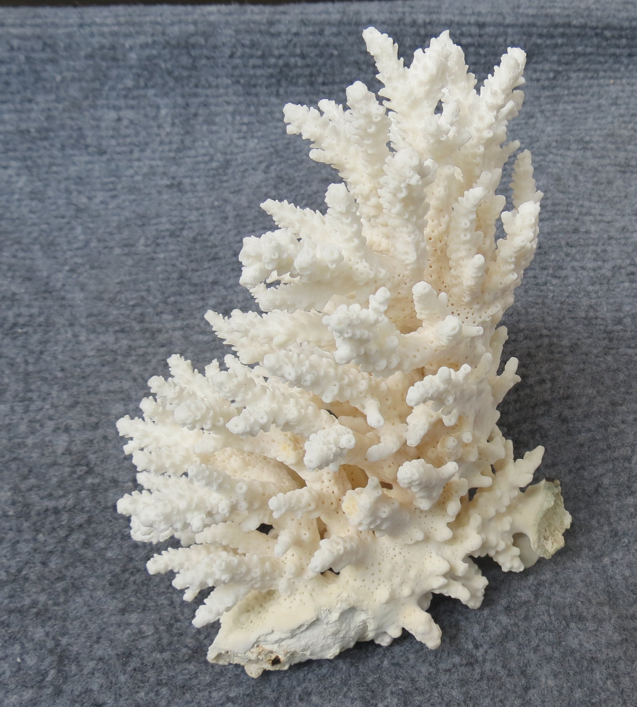 Real Coral, Beautiful Natural Coral, Marine Coral, Aquarium, Decorative ...