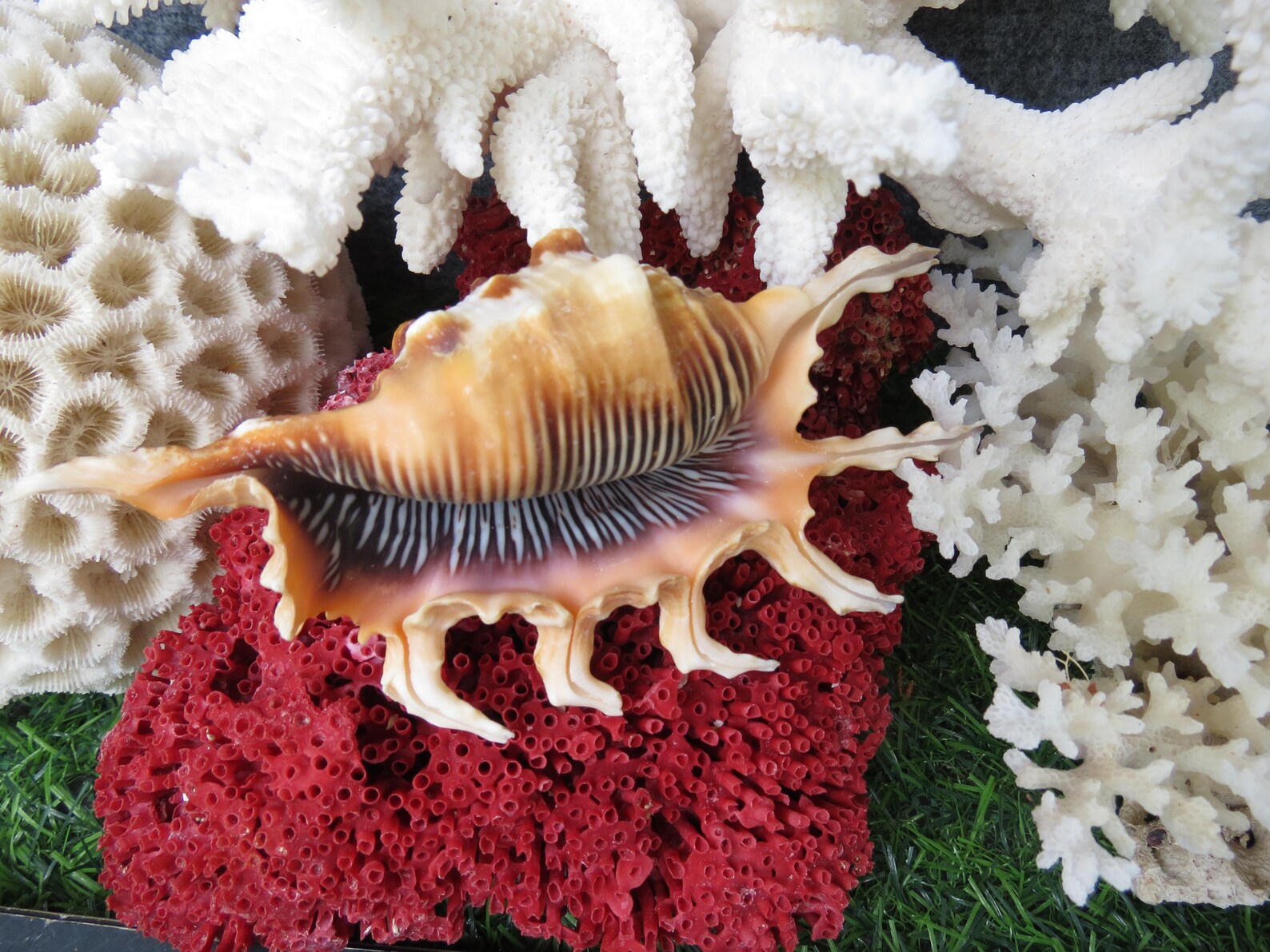 Dinosaur Shell, Beautiful Spider Shell, Chiragra Spider Shell, Lovely ...