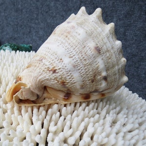 Large Natural Sea Shell, Queen Helmet, Large Helmet Snail, Decor, Ocean ...