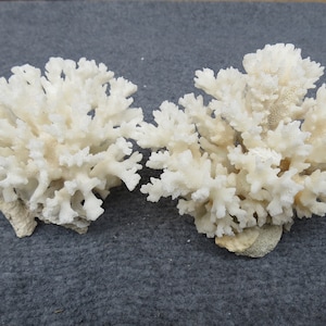 Coral, Real Coral,beautiful Natural White Coral,natural Coral Tree - Etsy