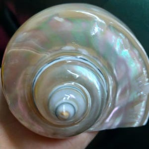 Large Conch Shell, Beautiful Large Shells, Home Decoration Snail Shells ...