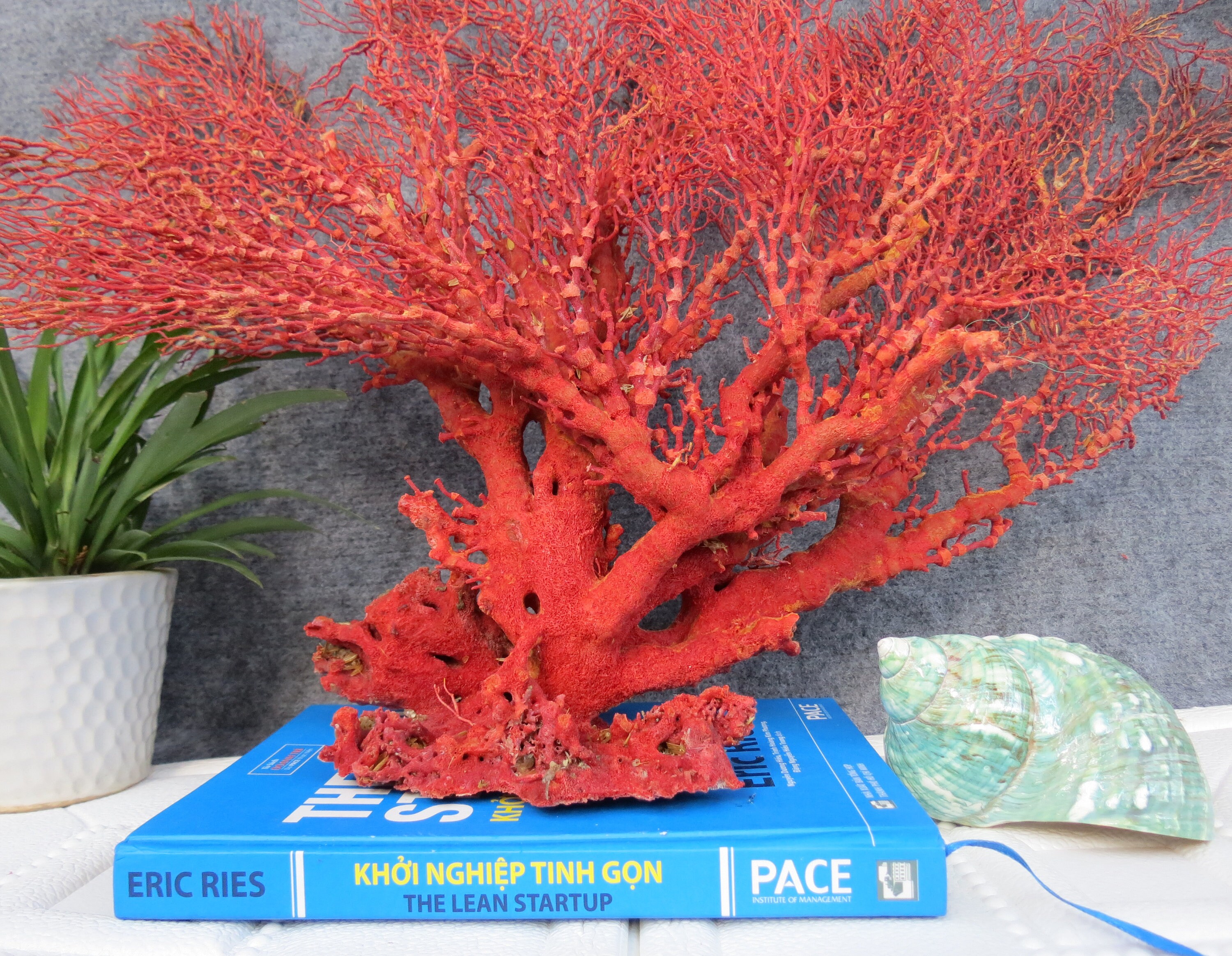 Red Coral Tree Large Red Coral Real Coral Coral Decor - Etsy