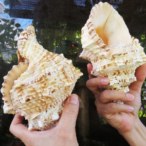 Large Natural Sea Shell, Tutufa Bubo Seashell, Lovely Big Sea Shell for ...