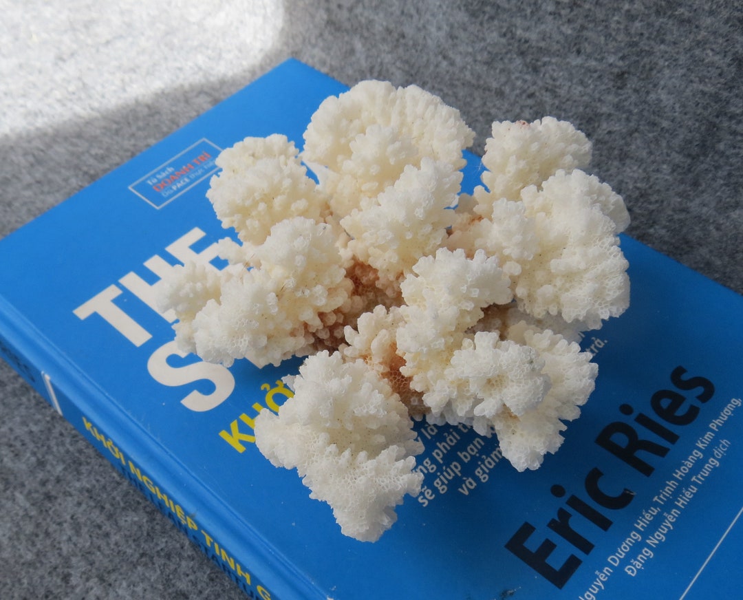 White Coral, Beautiful Natural Coral Decoration, Fish Tank, Reef Coral ...