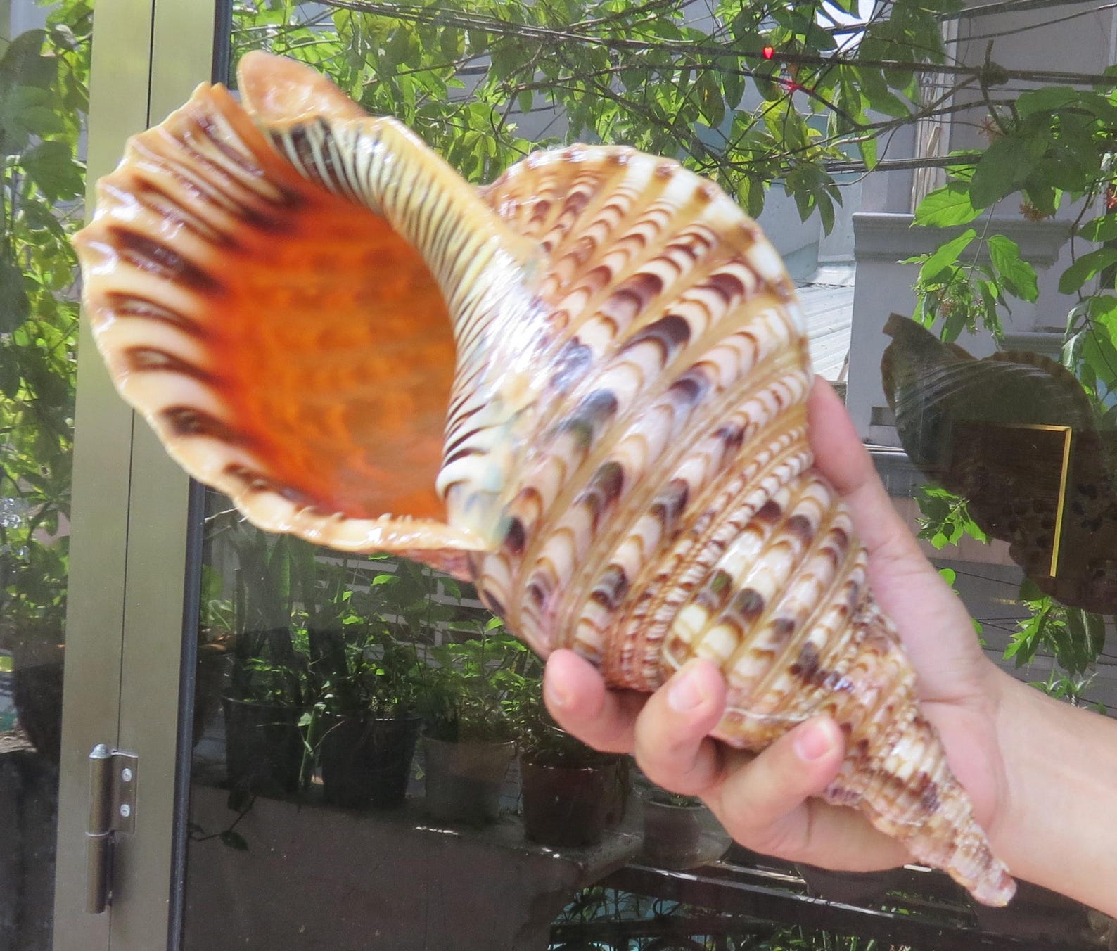 Natural Trumpet Triton Ammonite Decoration Big Seashell Decocsea Shell ...