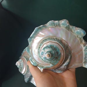 Large Conch Shell, Turbo Natural Sea Shell Giant Green, Mother of Pearl ...