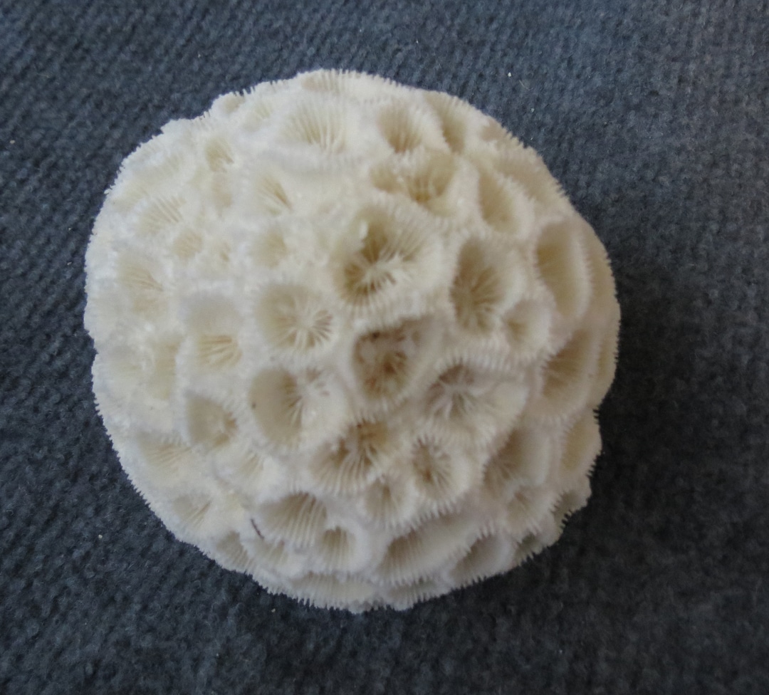 Real Coral, Beautiful Natural Coral, Marine Coral, Aquarium, Decorative ...