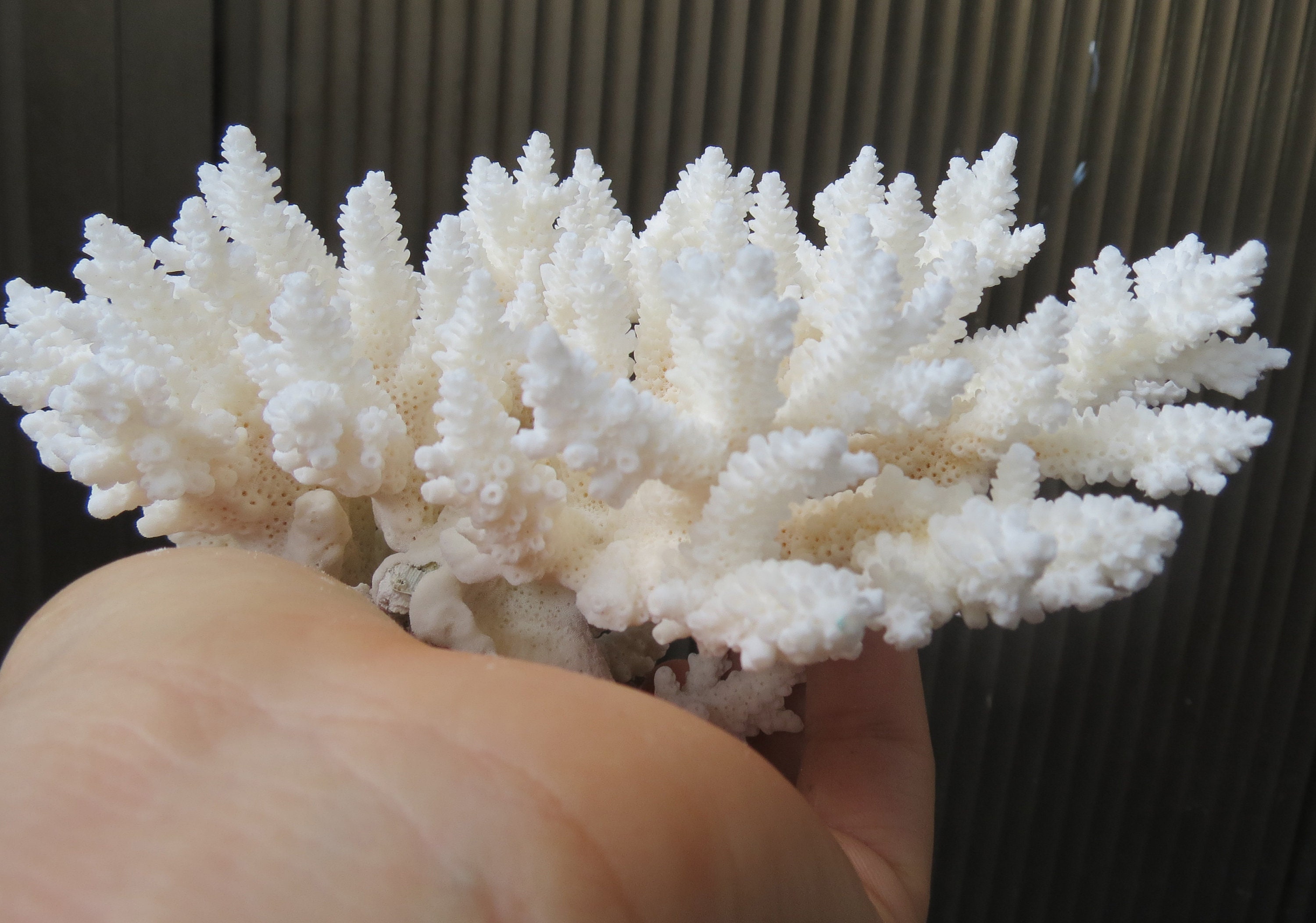Real Coral, Beautiful Natural Coral, Marine Coral, Aquarium, Decorative ...