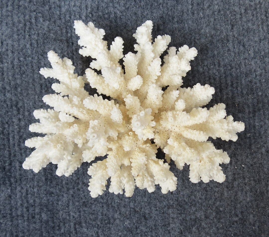 Real Coral,reef Coral,white Coral, Natural Coral, Aquarium Decoration ...