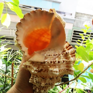 Tutufa Bubo Seashell | Conch Shell | Natural Large Shells | Tutufa Bubo ...